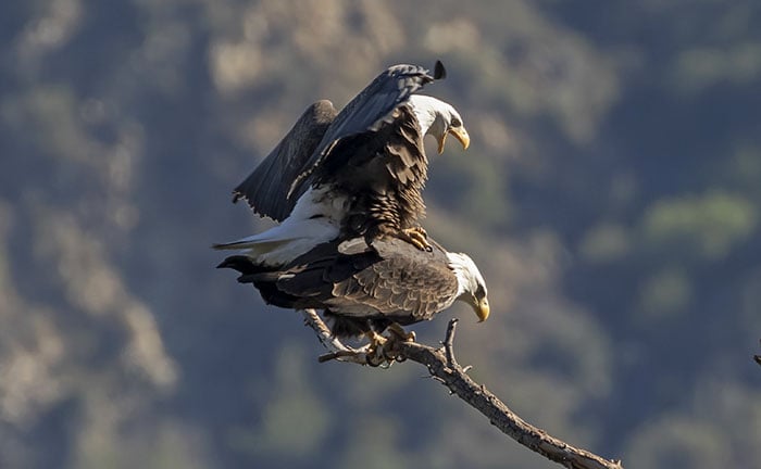 Why Bald Eagles Are Some Of The Most Romantic And Monogamous Animals ...