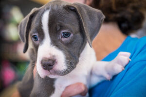 Fact Check: Were Pit Bulls Really Nanny Dogs? - Ned Hardy