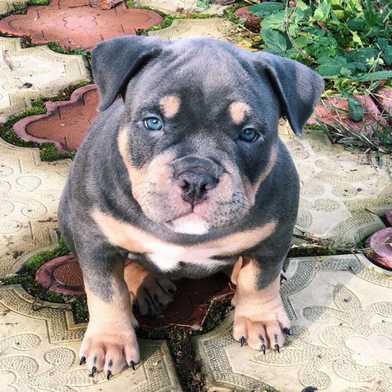 12 Things You Should Know About Mini Pit Bulls - Ned Hardy