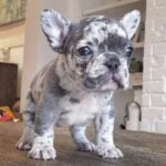 9 Things You Should Know About Merle French Bulldogs - Ned Hardy