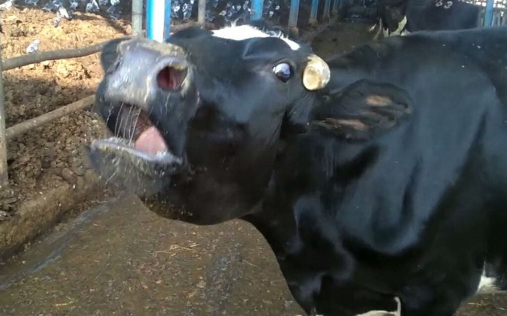 Ned Hardy - Page 11 of 24 - The Amazing World Of Animals