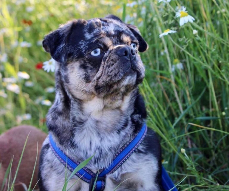 11 Things You Should Know About Merle Pugs - Ned Hardy