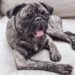 9 Things You Should Know About Brindle Pugs - Ned Hardy