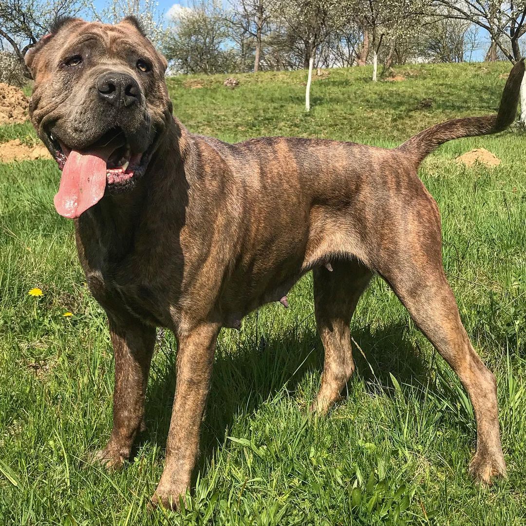 What Exactly Is A Bandog What Exactly Is A Bandog