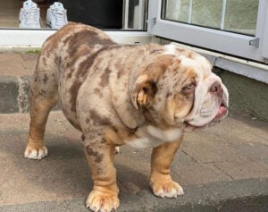 9 Things You Should Know Before Buying/Adopting A Merle English Bulldog ...
