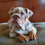 9 Things You Should Know Before Buying/Adopting A Merle English Bulldog ...