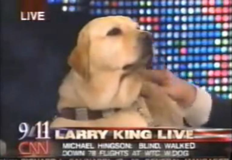 9 Things You Should Know About Merle French Bulldogs - Ned Hardy