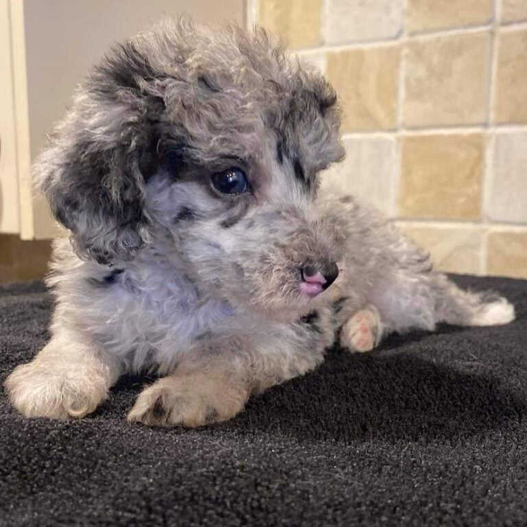 Merle Poodles - 11 Things You Should Know Before Buying Or Adopting ...